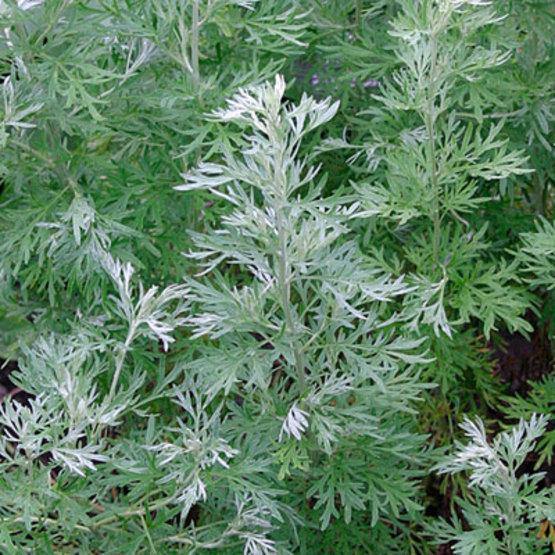 Palina pravá esenciálny olej/ Common Wormwood essential oil – Inevita.sk